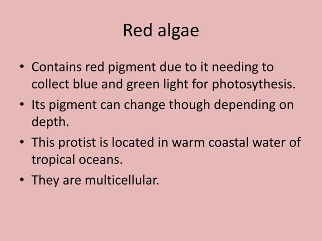 Cercozoans, Radiolarians, Amoebas, And Red | PPTX | Biological Sciences ...