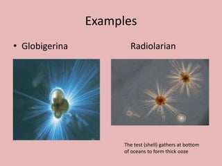 Cercozoans, Radiolarians, Amoebas, And Red | PPTX | Biological Sciences | Science