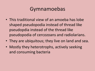 Cercozoans, Radiolarians, Amoebas, And Red | PPTX | Biological Sciences ...
