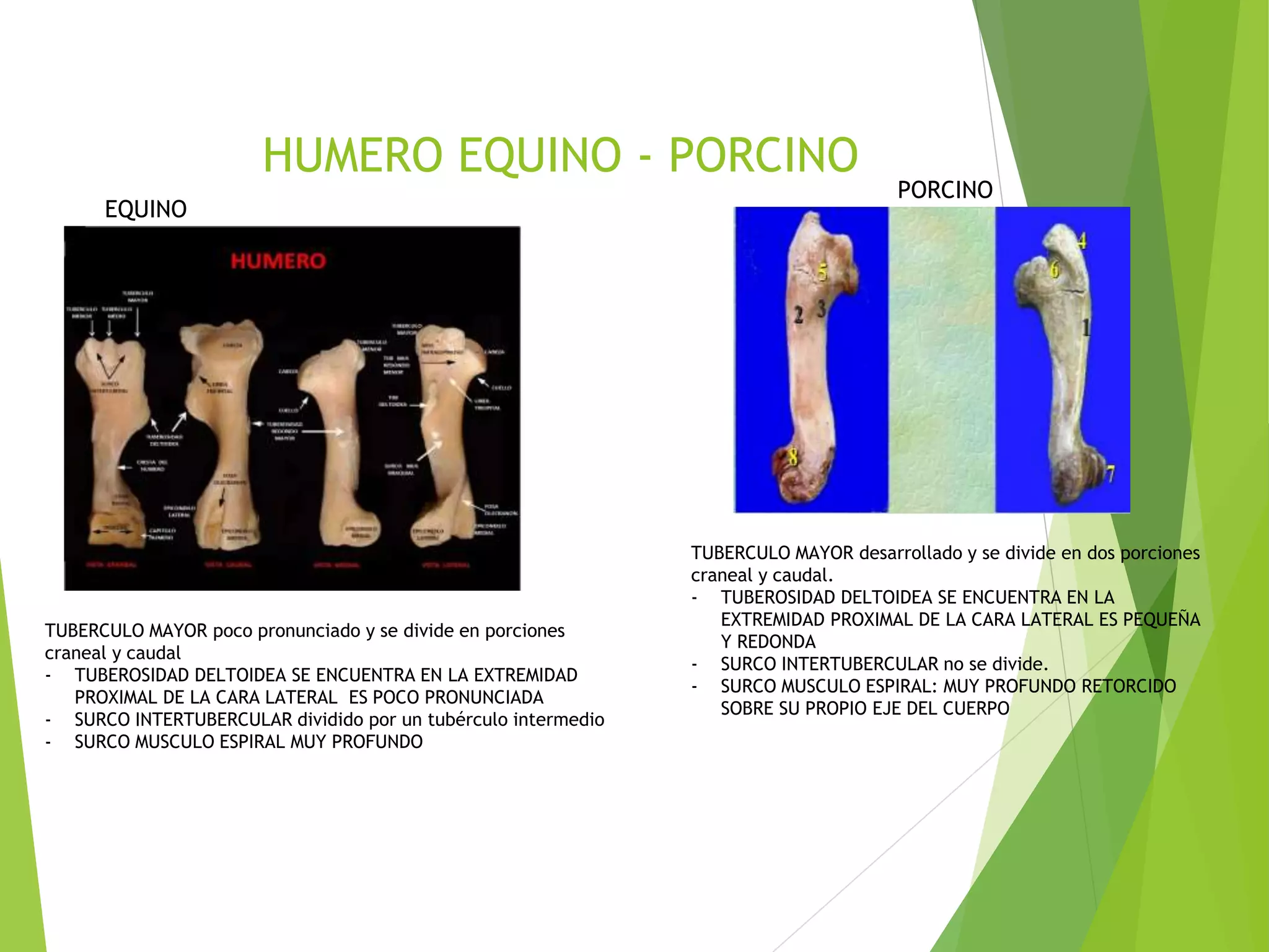 ANATOMÍA COMPARADA PORCINO – EQUINO | PPTX