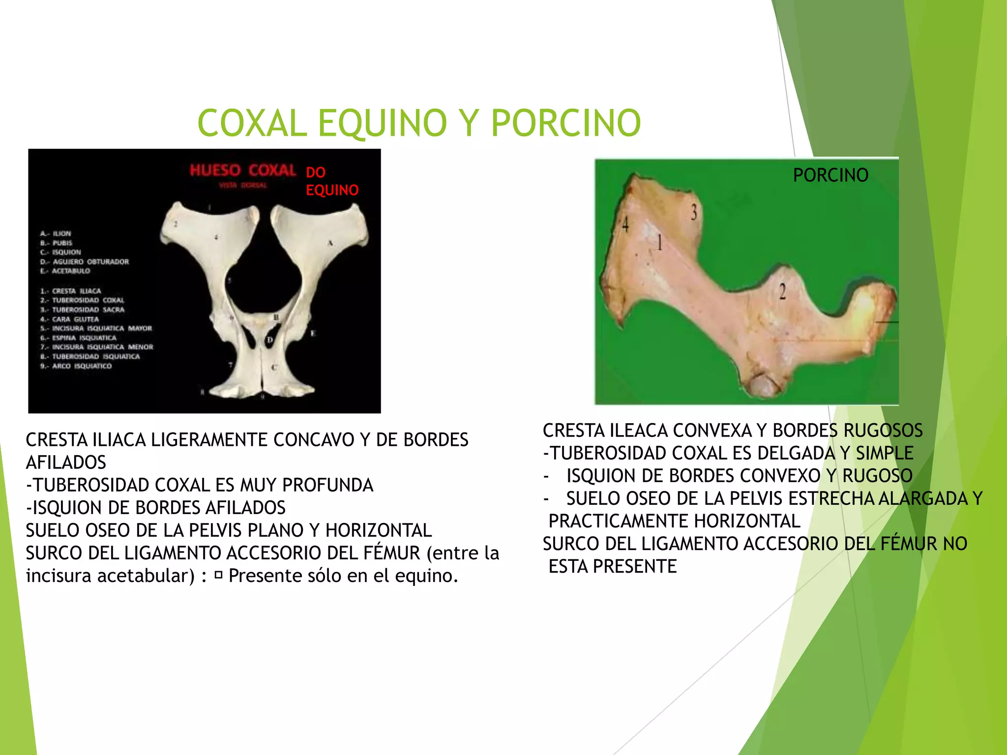ANATOMÍA COMPARADA PORCINO – EQUINO | PPTX