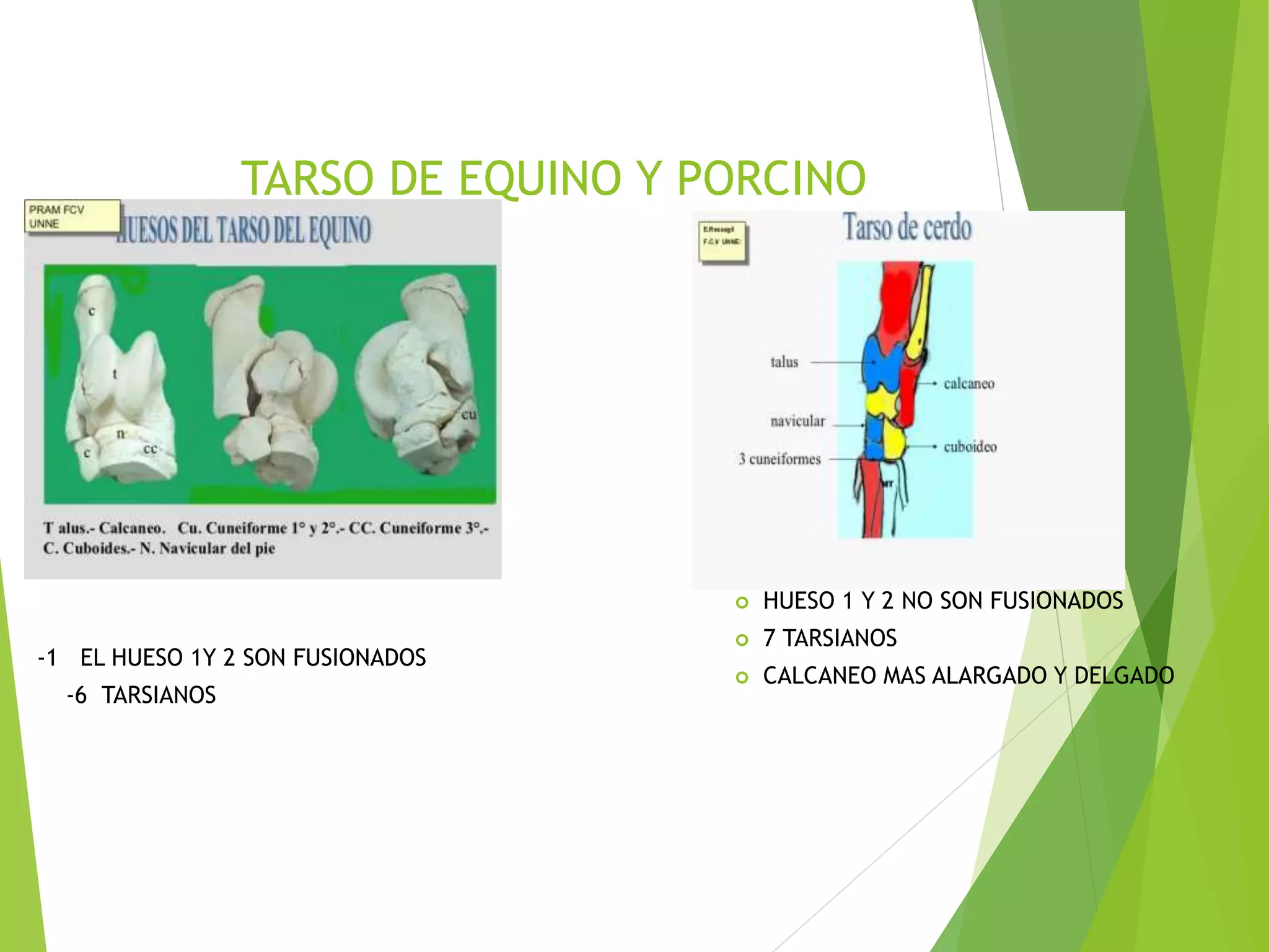 ANATOMÍA COMPARADA PORCINO – EQUINO | PPTX