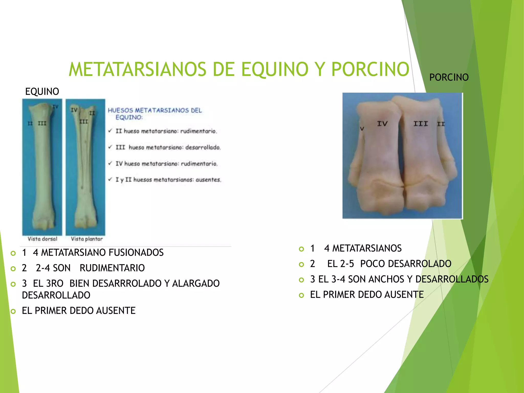 ANATOMÍA COMPARADA PORCINO – EQUINO | PPTX