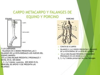 ANATOMÍA COMPARADA PORCINO – EQUINO | PPTX