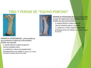 ANATOMÍA COMPARADA PORCINO – EQUINO | PPTX