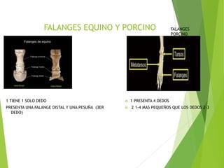 ANATOMÍA COMPARADA PORCINO – EQUINO | PPTX