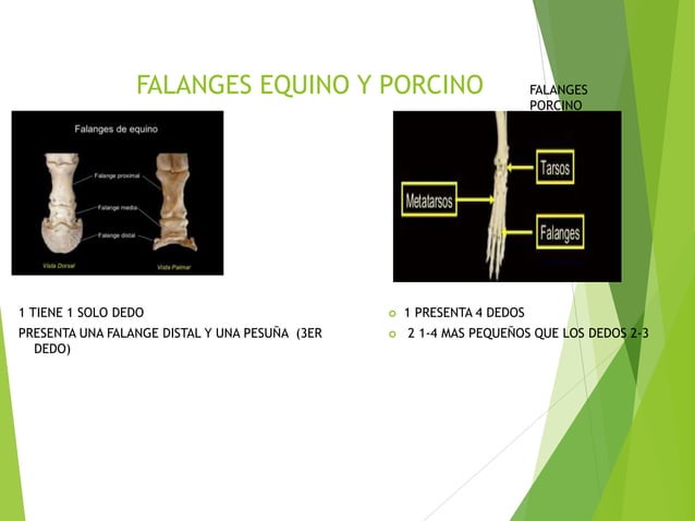 ANATOMÍA COMPARADA PORCINO – EQUINO | PPTX