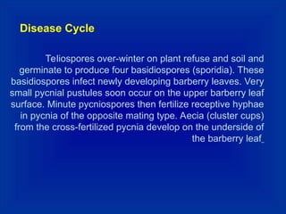 Fungi are the most common cause of cereal diseases. These pathogens can ...