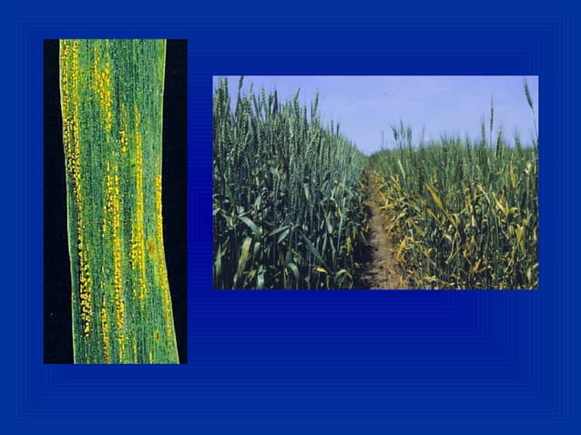 Fungi are the most common cause of cereal diseases. These pathogens can ...