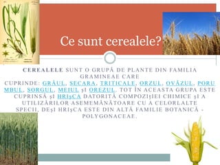 Cerealele, varietatile lor si aportul lor in R.M | PPTX