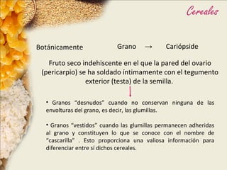 clase de Cereales de bromatologia | PPT