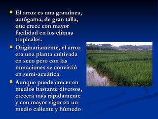 Ciencia y Tecnologia de Alimentos II [Tipos de Cereales] | PPT