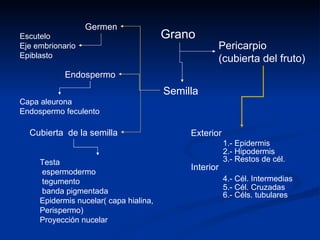 Ciencia y Tecnologia de Alimentos II [Tipos de Cereales] | PPT