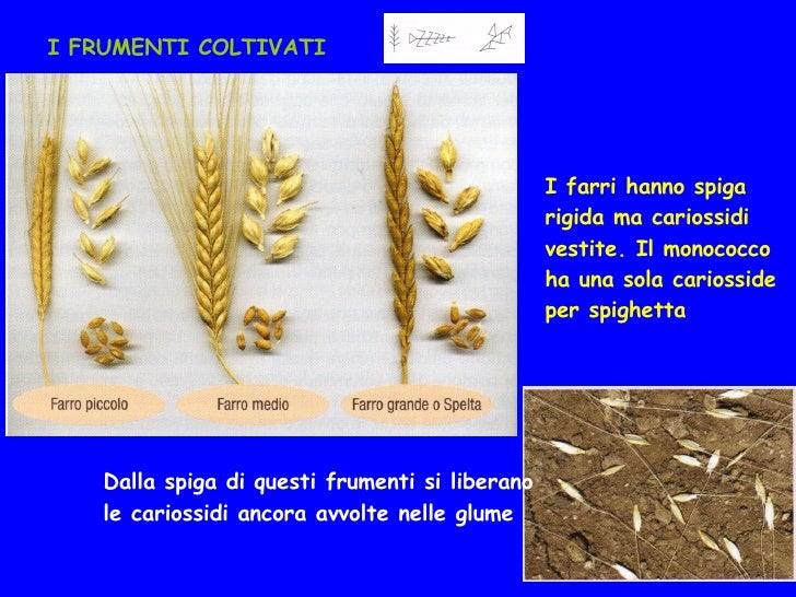 Cereali Antichi E Celiachia Ancona