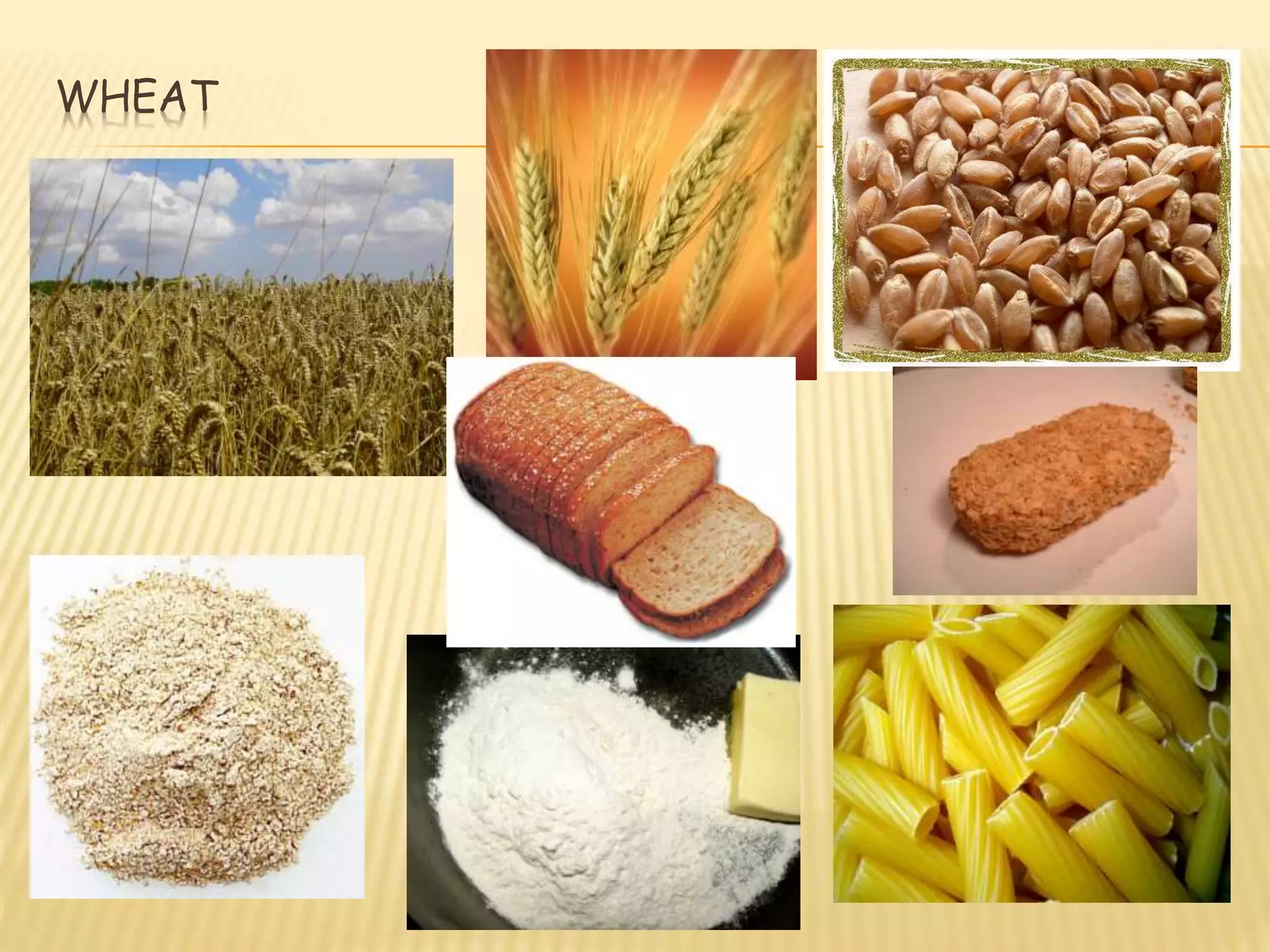 Cereals | PPT