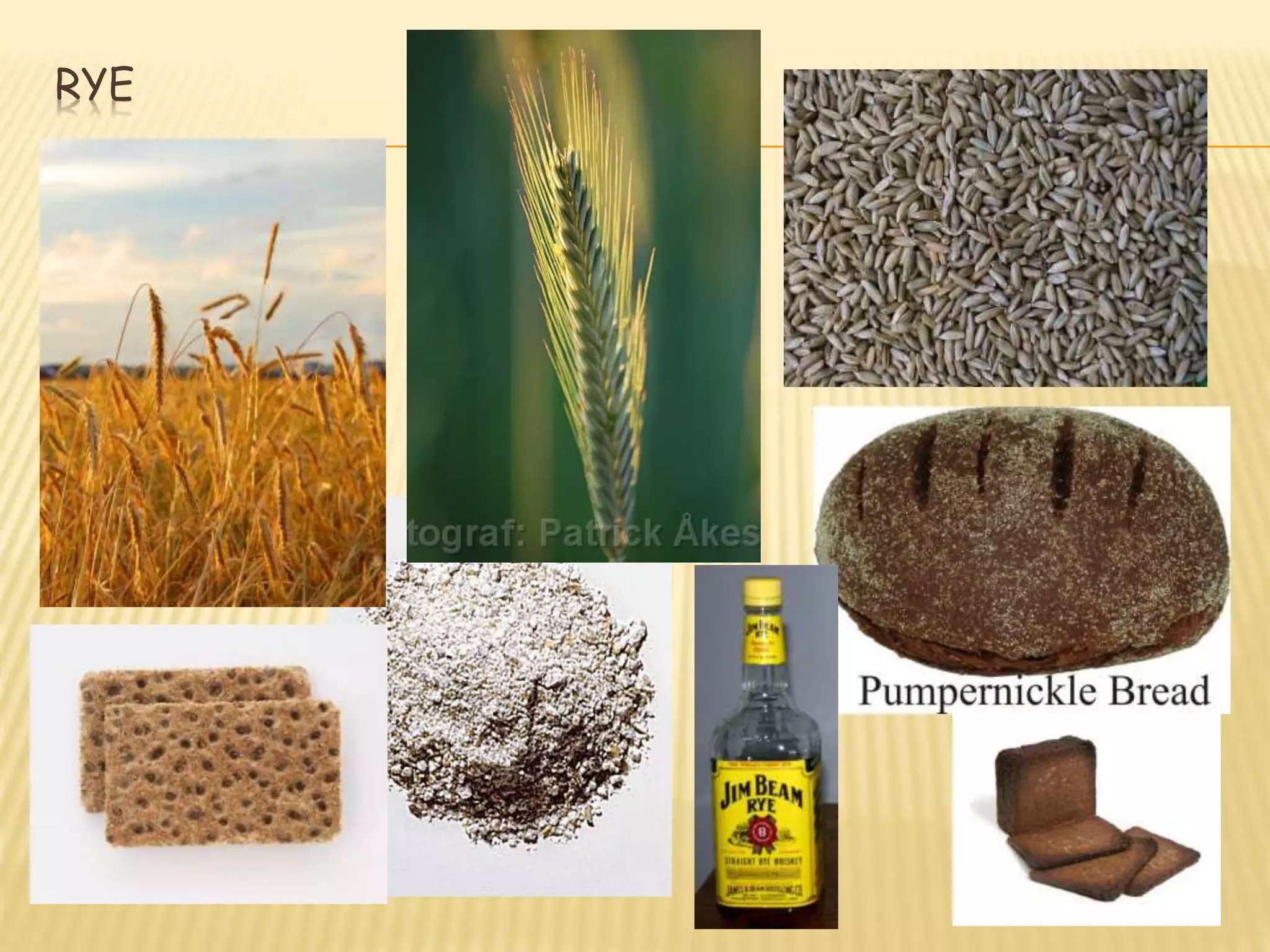 Cereals | PPT