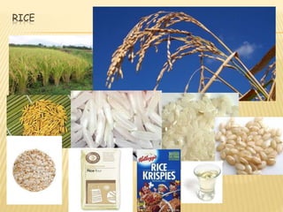 Cereals | PPT