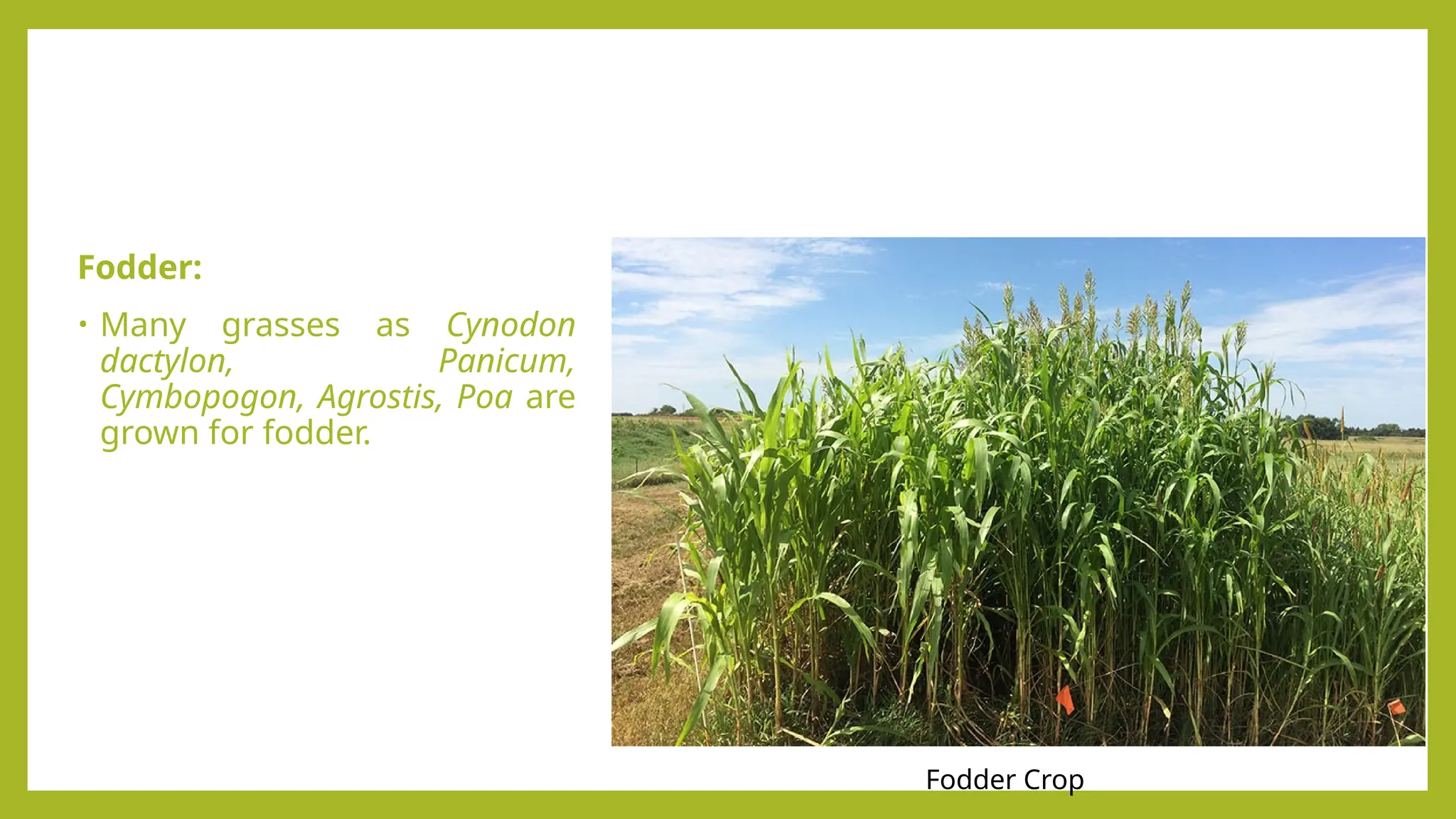 Introduction to Grasses: Cereals and other grain crops | PPTX