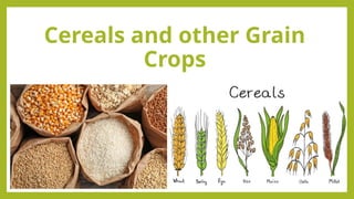 Introduction to Grasses: Cereals and other grain crops | PPTX
