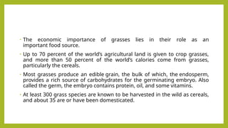 Introduction to Grasses: Cereals and other grain crops | PPTX