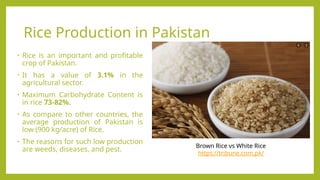 Introduction to Grasses: Cereals and other grain crops | PPTX