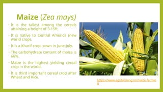 Introduction to Grasses: Cereals and other grain crops | PPTX