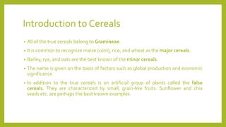 Cereals and other Grain Crops Lecture 10.pdf