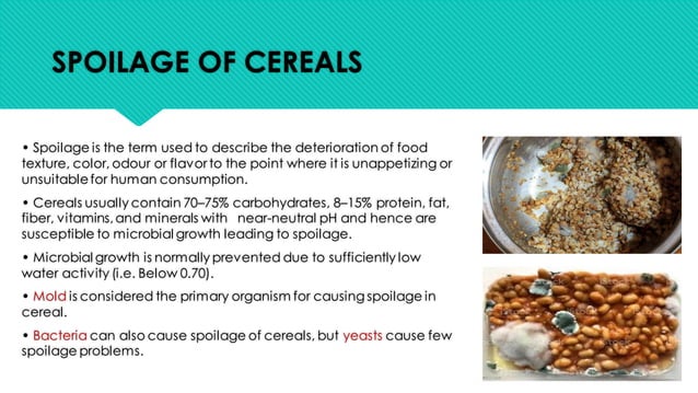 Microbiology Of Cereals And Cereal Products | PDF