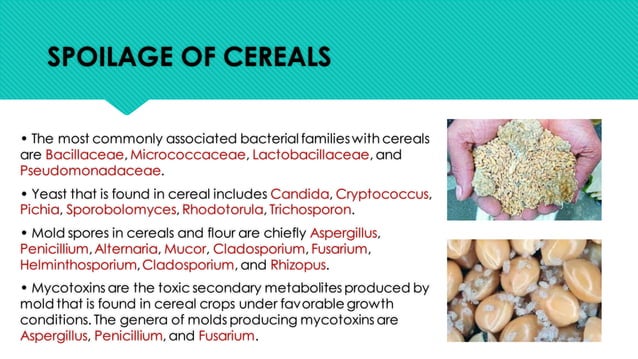 Microbiology Of Cereals And Cereal Products | PDF
