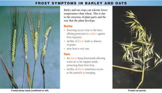 Cereals frost guide grdc australia 2003 | PDF