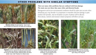 Cereals frost guide grdc australia 2003 | PDF
