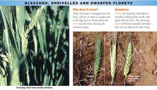 Cereals frost guide grdc australia 2003 | PDF