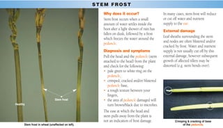 Cereals frost guide grdc australia 2003 | PDF