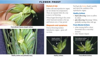 Cereals frost guide grdc australia 2003 | PDF