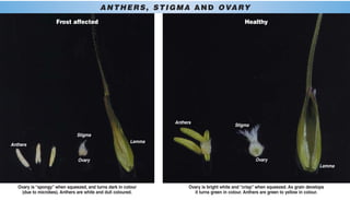 Cereals frost guide grdc australia 2003 | PDF