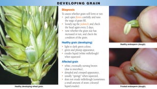 Cereals frost guide grdc australia 2003 | PDF