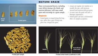 Cereals frost guide grdc australia 2003 | PDF
