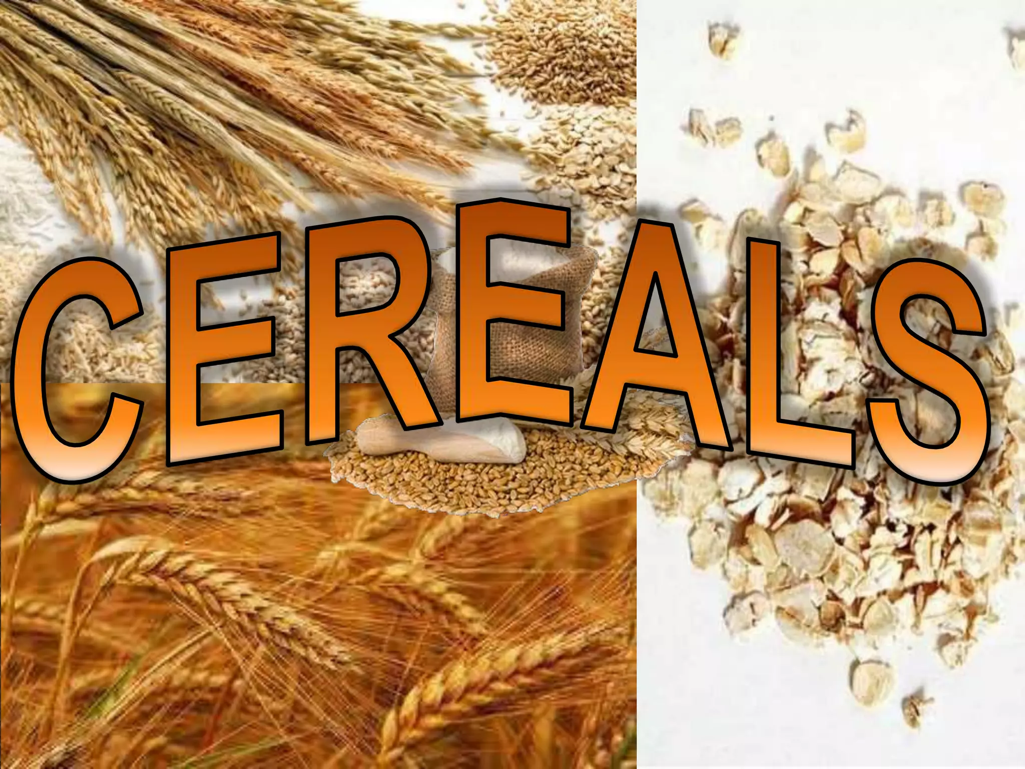 Cereals and starch | PPTX