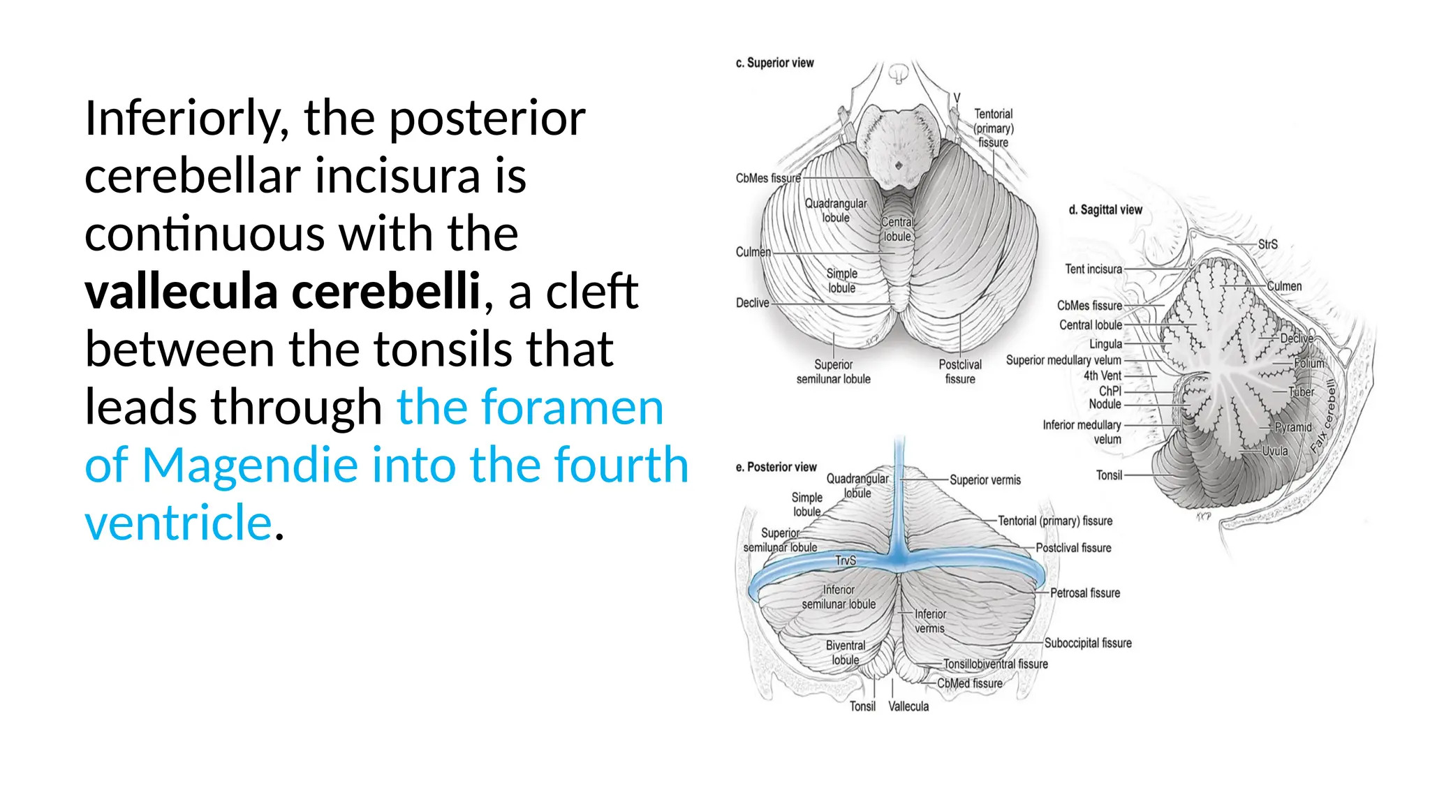 cerebellar anatomy and physiology mictrosurgical anatomy and approches ...