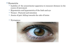 Cerebellar Architecture in Relation to its function (final) friday part ...