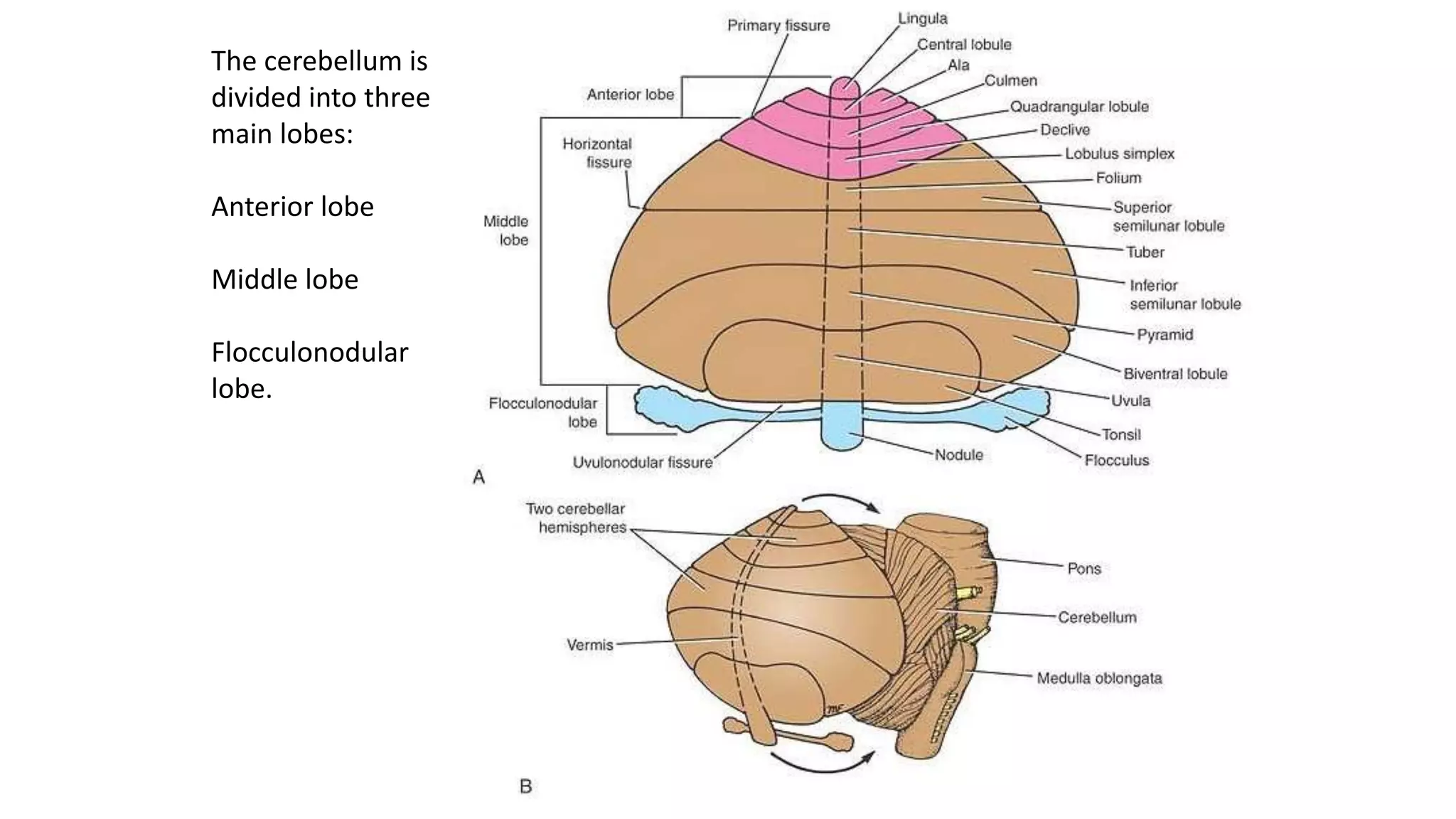 CEREBELLAR DISEASES AND ATAXIA.pptx