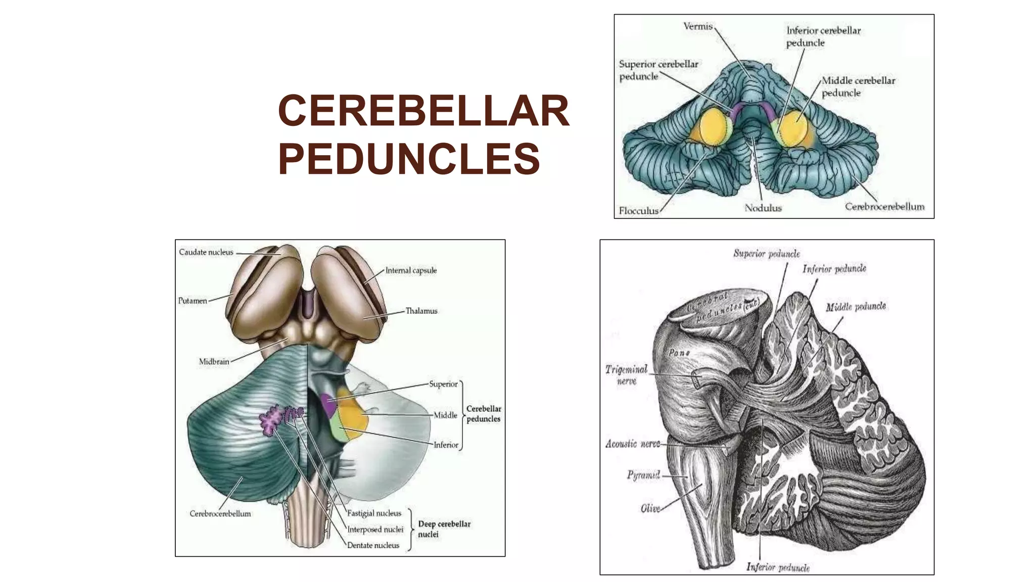 Cerebellar disorders | PPTX | Brain and Nervous System Disorders ...