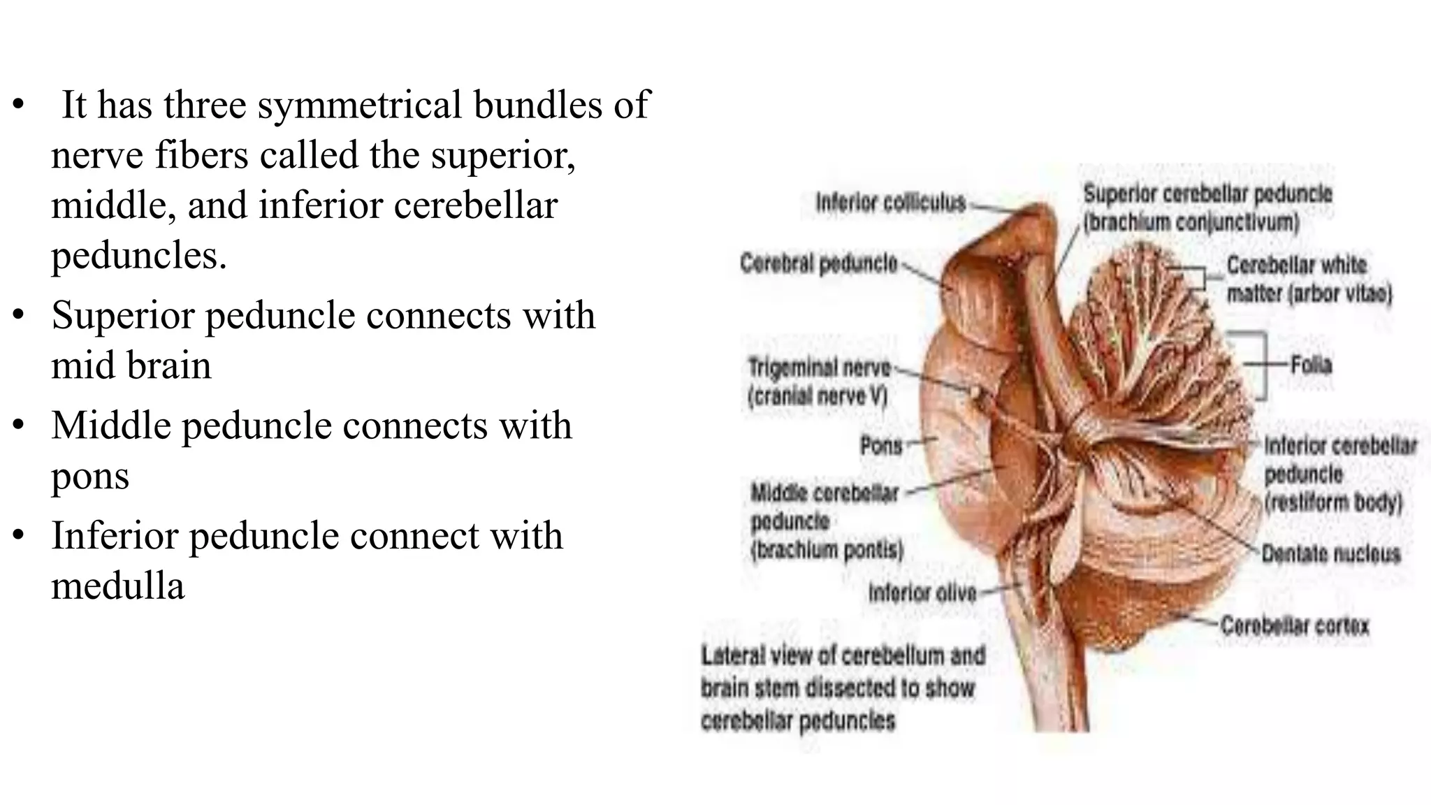 Cerebellar disorders | PPTX | Brain and Nervous System Disorders ...