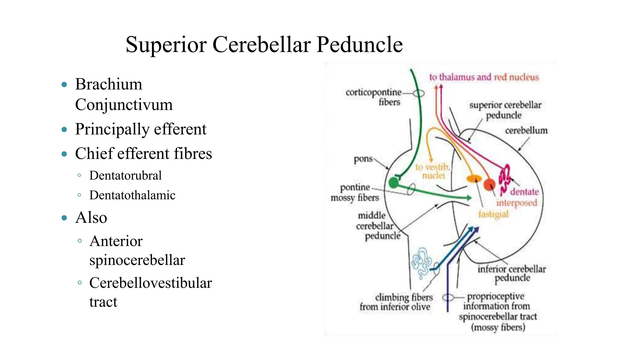 cerebellardisordersppt-200731144621 (1).pdf