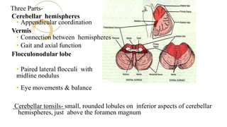 cerebellardisordersppt-200731144621 (1).pdf