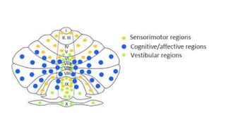 cerebellar mutism SIGNS SYMPTOMS AND MANAGEMENT | PPTX
