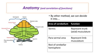 Cerebellar Vermis Function