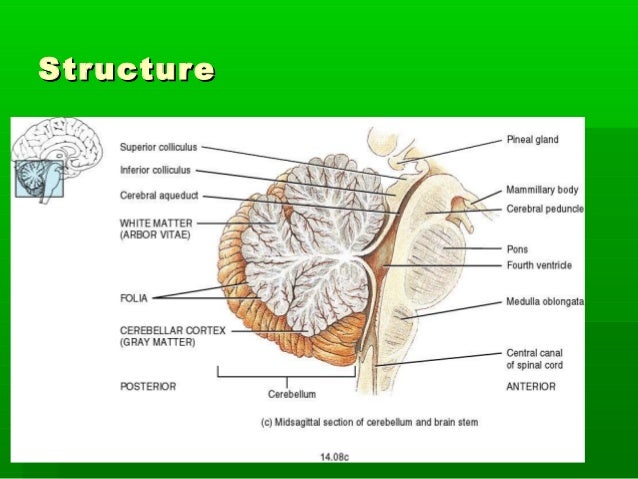 Cerebellum 1