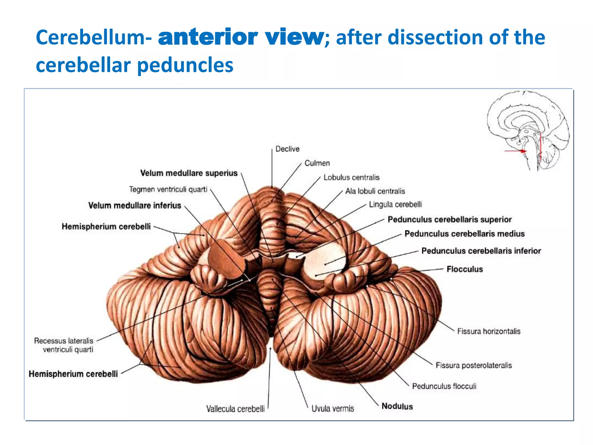 Anatomy Of Cerebellum 1 PDF