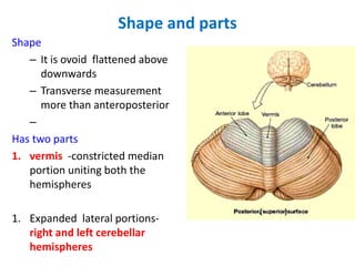 Anatomy of Cerebellum 1 | PDF